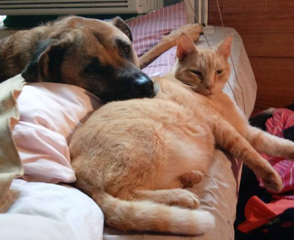 Introducing Fido to Fluffy | FIDO Friendly