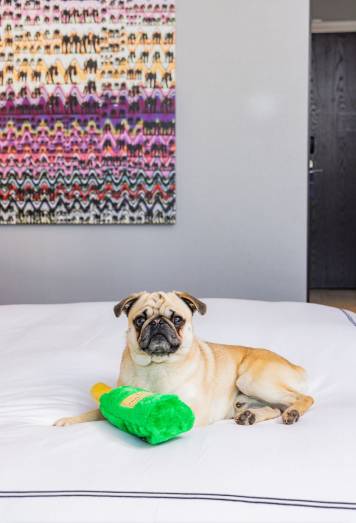 Fido Friendly Magazine | FIDO Friendly