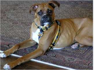 Spiffy dog halter product review | FIDO Friendly