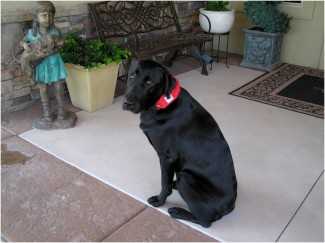 Is your dog a Rad Dog? Product review | FIDO Friendly