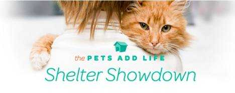 Pets Add Life Awards $25,000 to Shelter Showdown Winners | FIDO Friendly