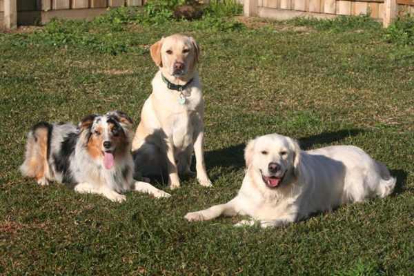 Hanrob Pet Hotels Launches Perfect Pet Vacay For You and FIDO | FIDO ...