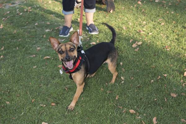 The Westin Mission Hills, Great Palm Springs - Celebrates the 100th Dog ...