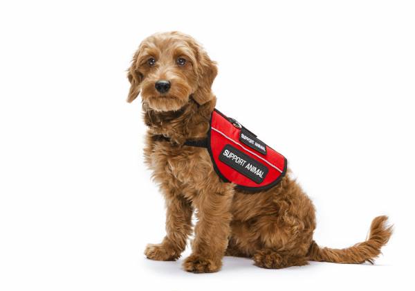 Fake Service And Emotional Support Dogs On The Rise How To Tell The 