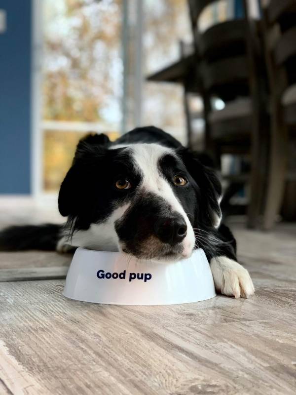 Vacasa – The Fido Friendly Way to Rent a Vacation Home | FIDO Friendly