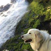 TAILS TO TRAILS: Dog-Friendly Waterfall Hiking Trails in Oregon for You ...
